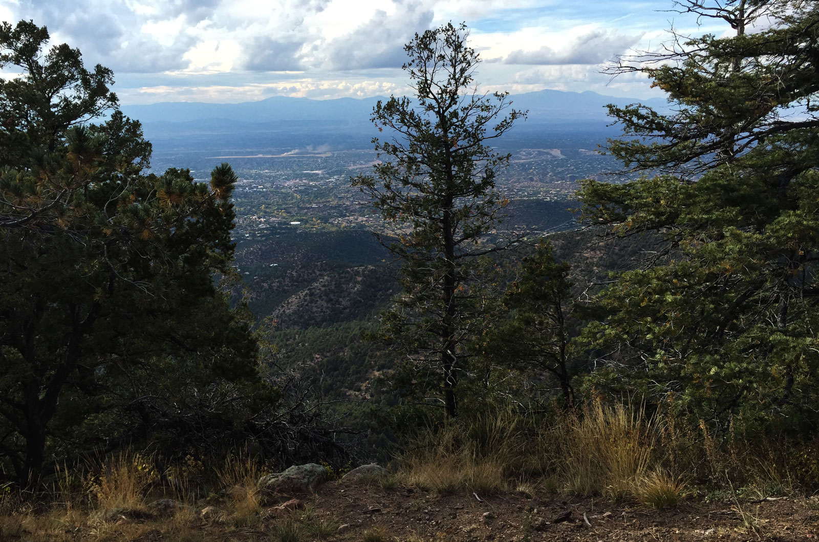 atalaya-trail-trees - Upward Trajectory